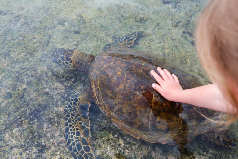 Do turtles get bored? - Wild pets are the best