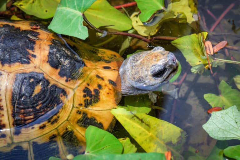 Do turtles have backbones? - Wild pets are the best