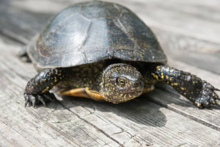 Do turtles have legs? - Wild pets are the best