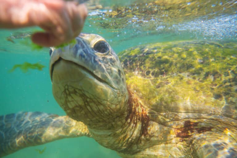 Are turtles cannibals? - Wild pets are the best