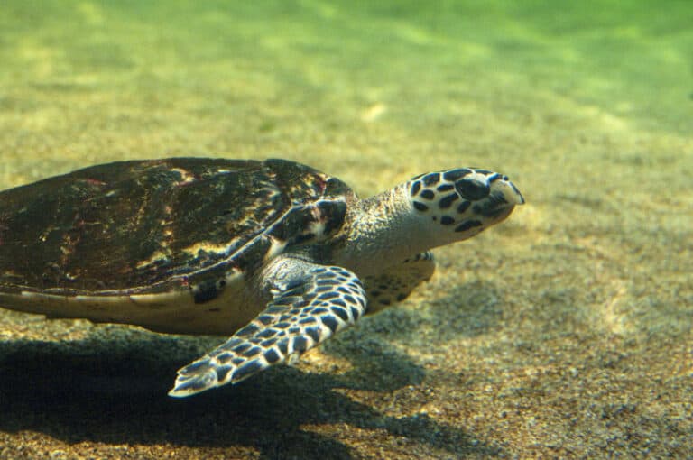 Worms in turtle tank - Wild pets are the best